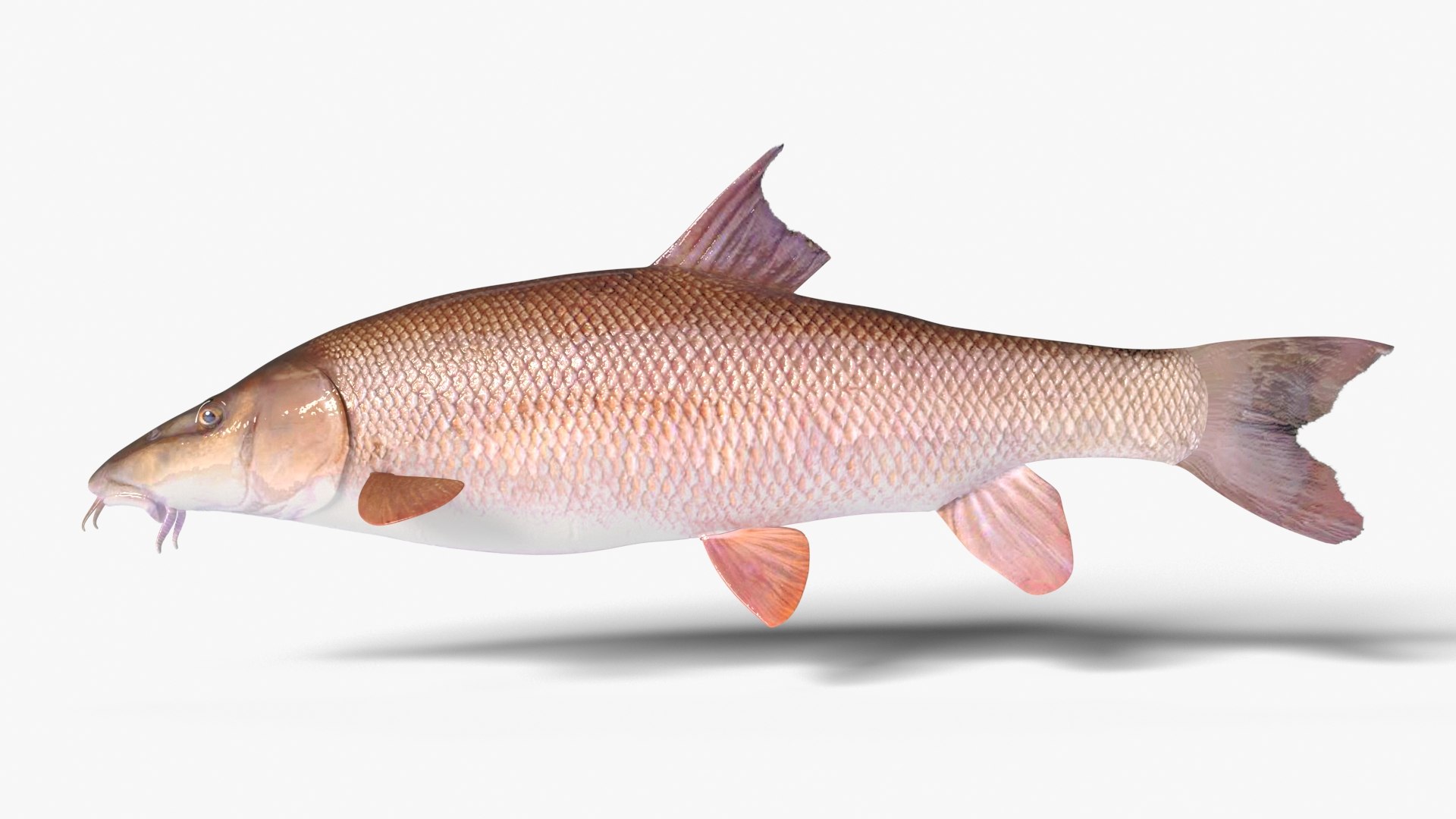 Common Barbel Model - TurboSquid 1889497