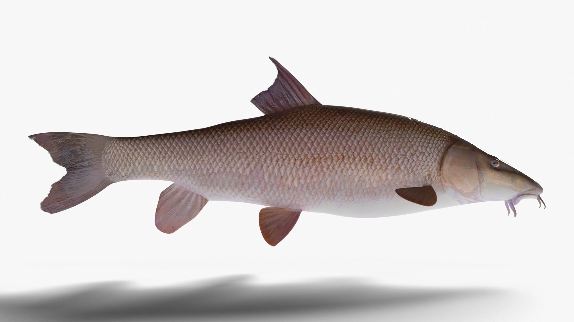 Common Barbel Model - TurboSquid 1889497