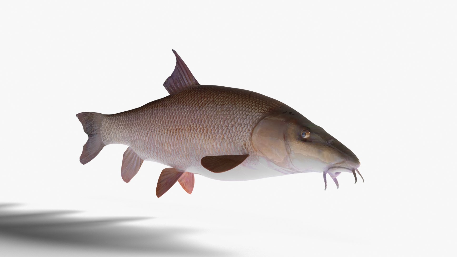 Common Barbel Model - TurboSquid 1889497