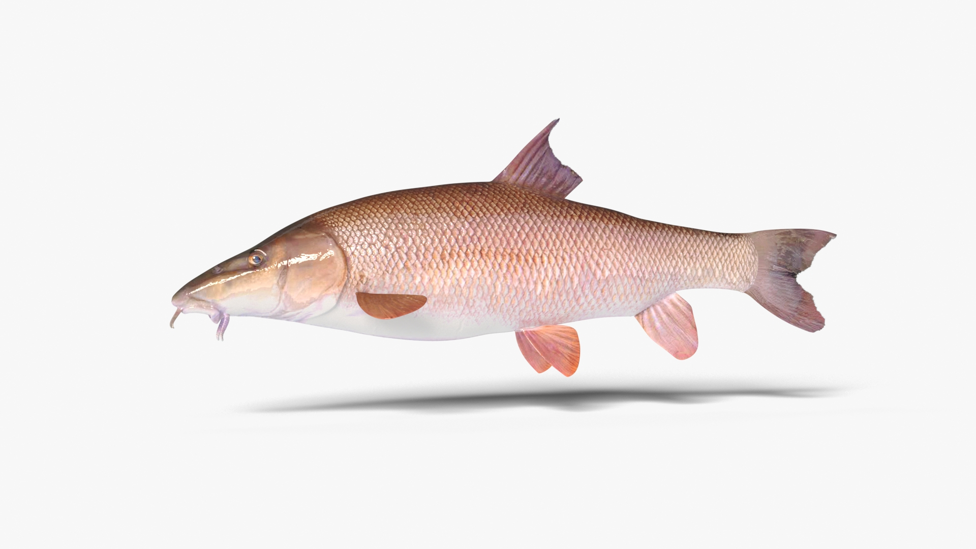 Common Barbel Model - TurboSquid 1889497