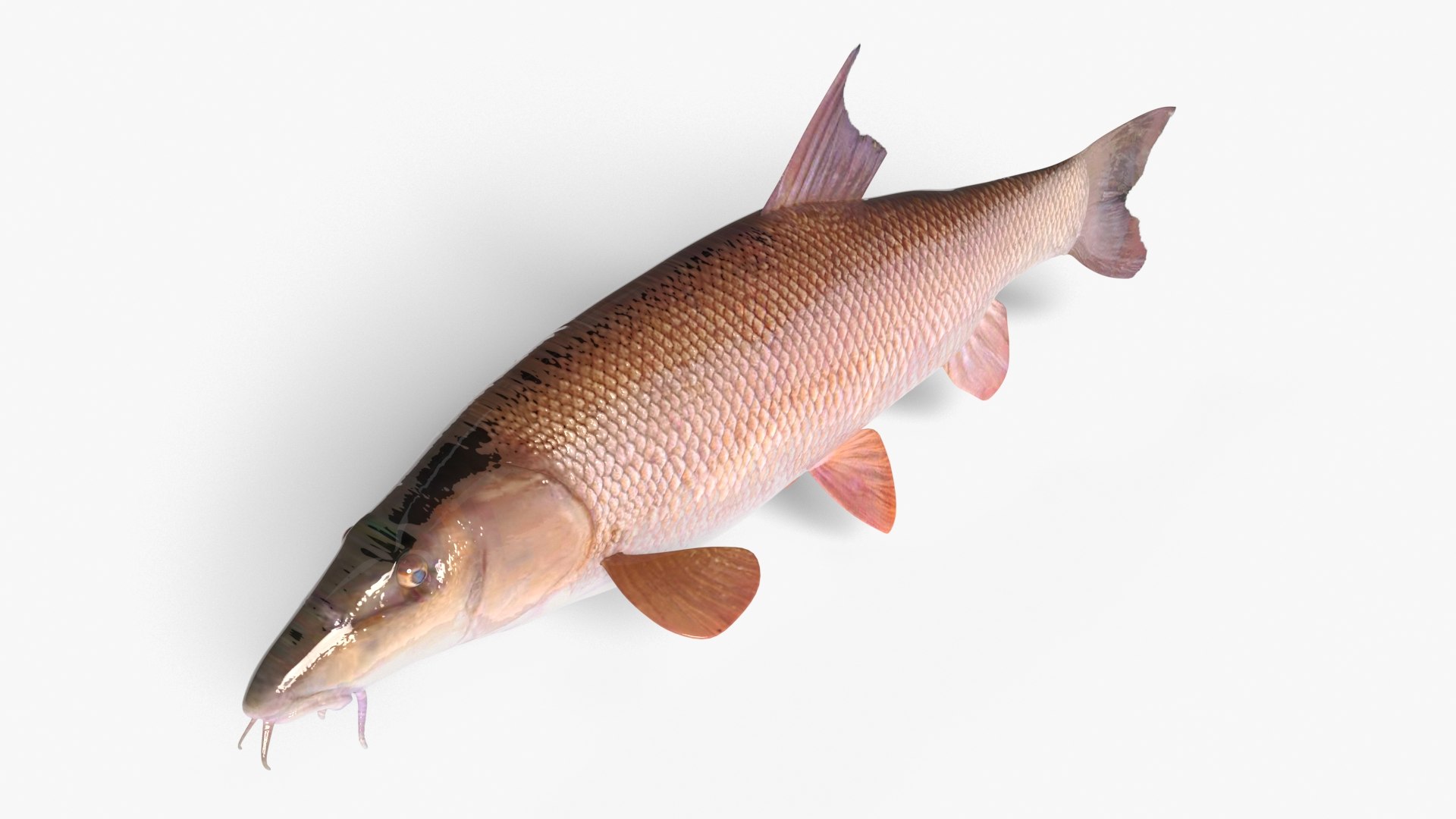 Common Barbel Model - TurboSquid 1889497