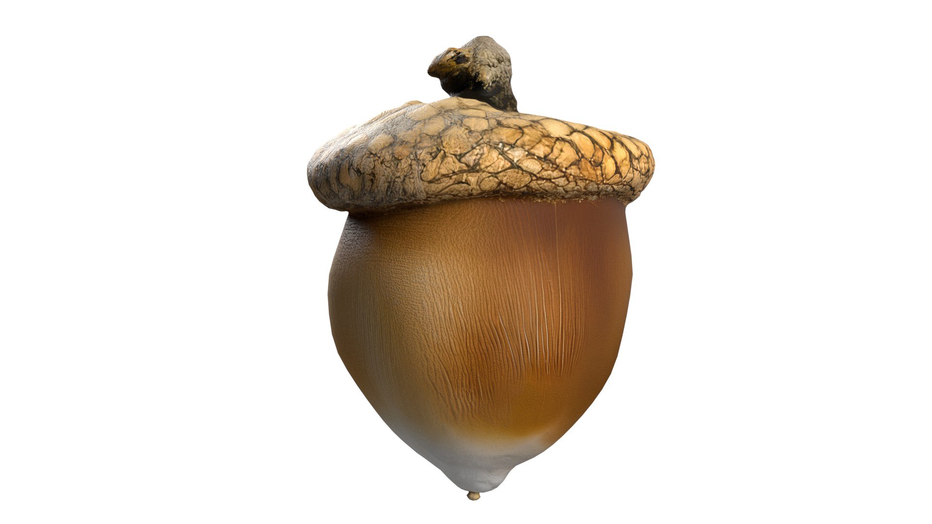 3D Model Acorn Set - TurboSquid 2408816