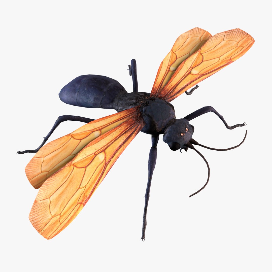Tarantula Hawk Wasp 3D Model - TurboSquid 1323174