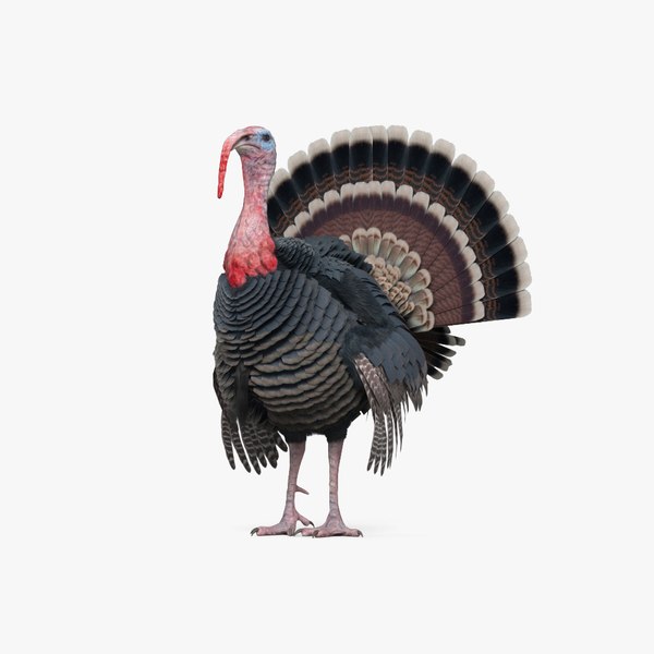 Free 3D Turkey Models | TurboSquid