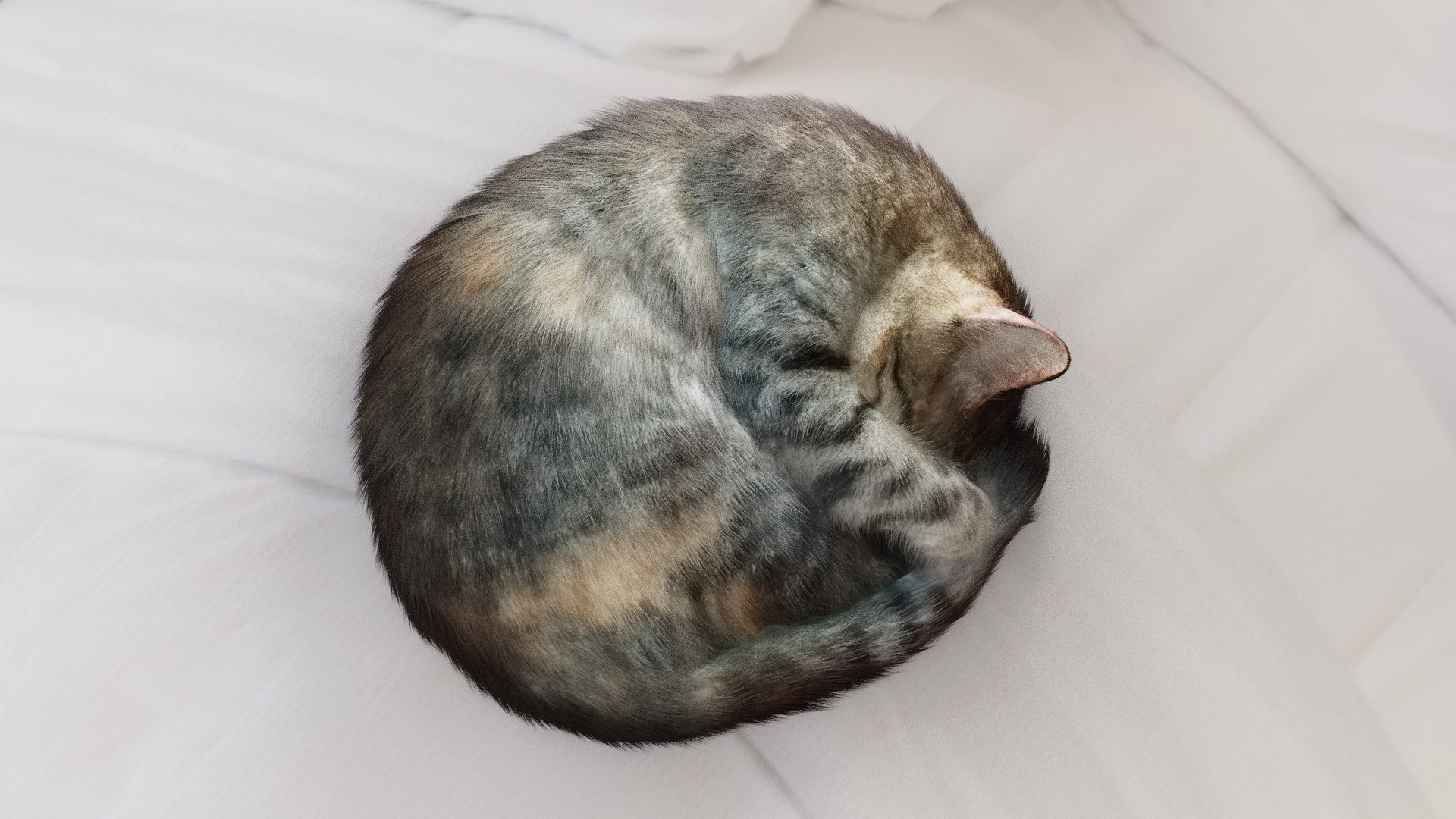 Cat Sleeping 3D Model - TurboSquid 1999898