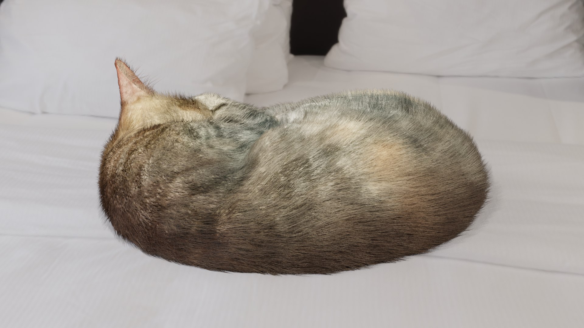 Cat Sleeping 3D Model - TurboSquid 1999898