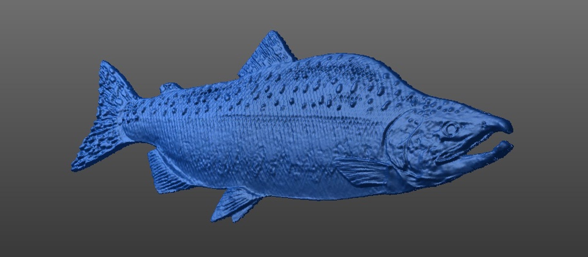 3d salmon model