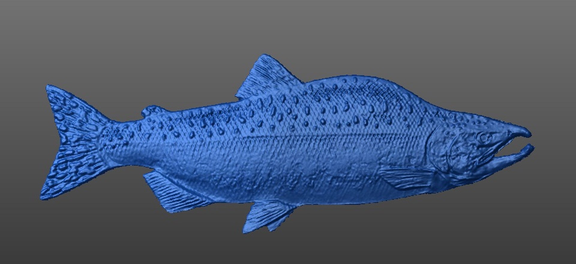 3d salmon model