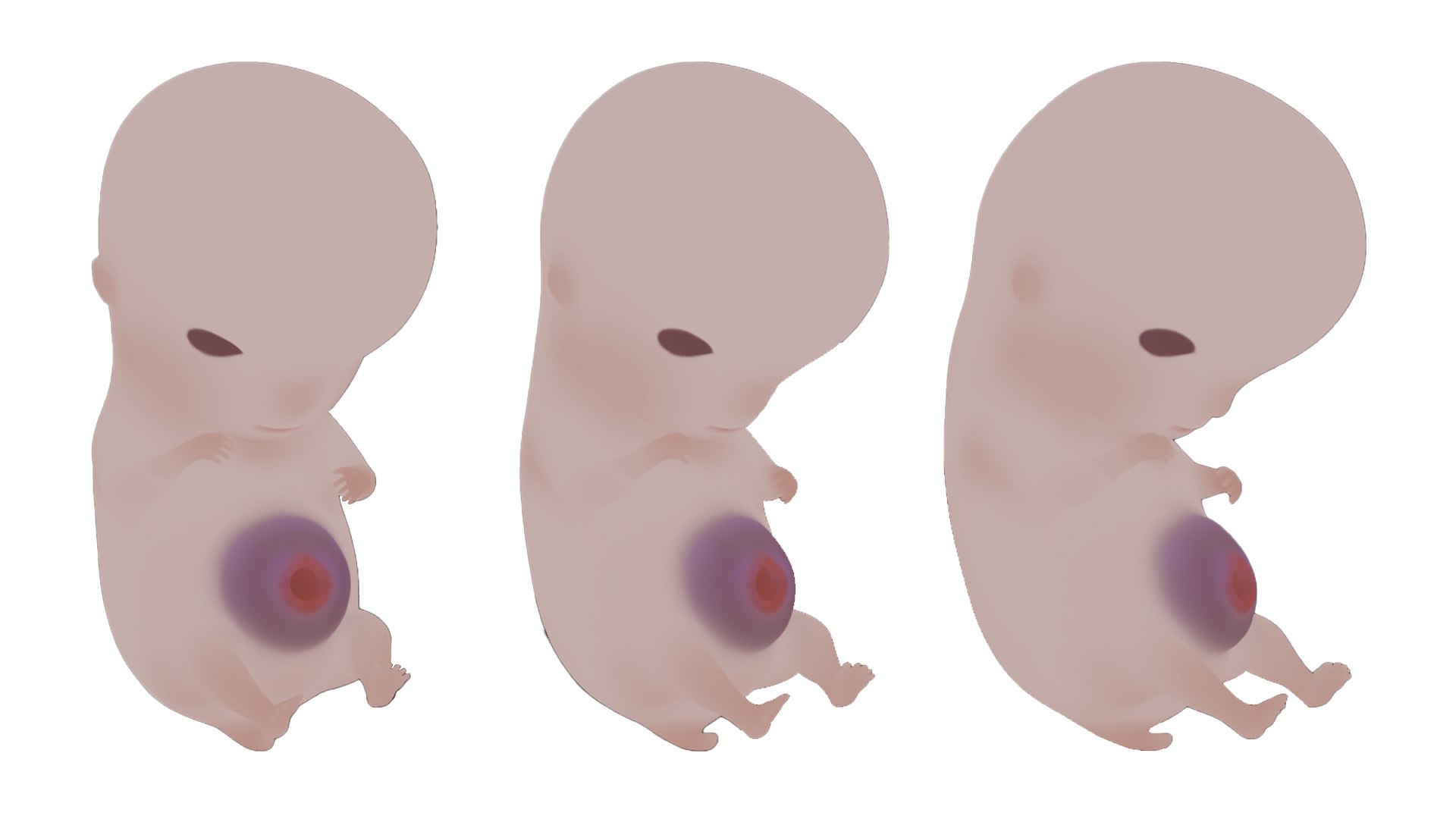 6 Weeks Human embryonic Baby Stages 3D model - TurboSquid 2036032
