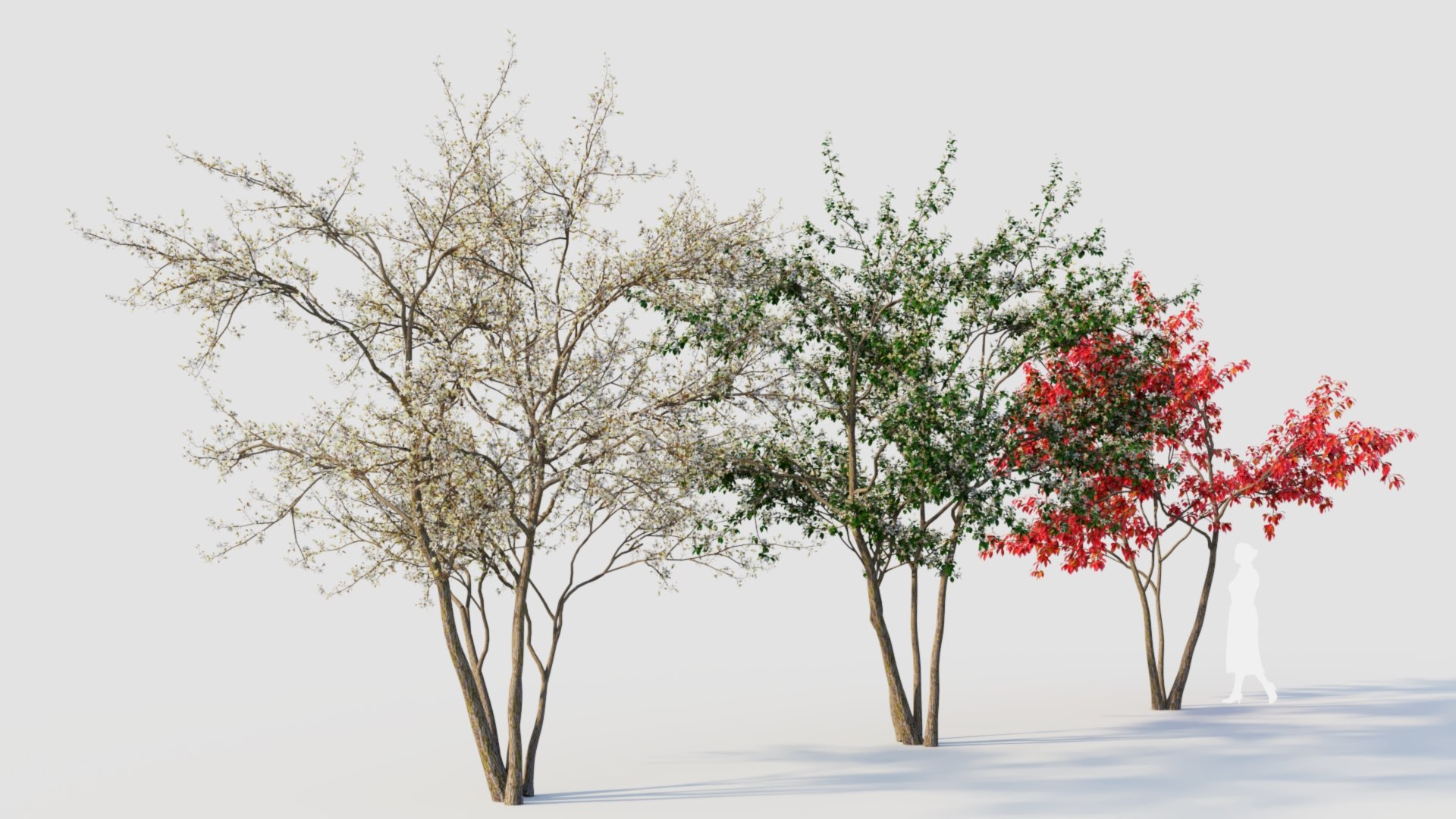 3D Amelanchier Lamarckii C Model - TurboSquid 2232969