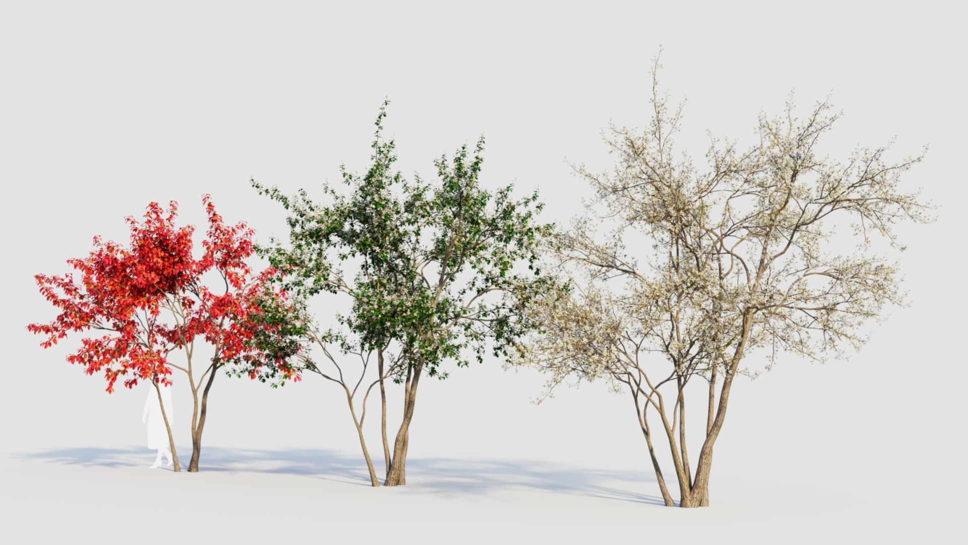 3D Amelanchier Lamarckii C Model - TurboSquid 2232969