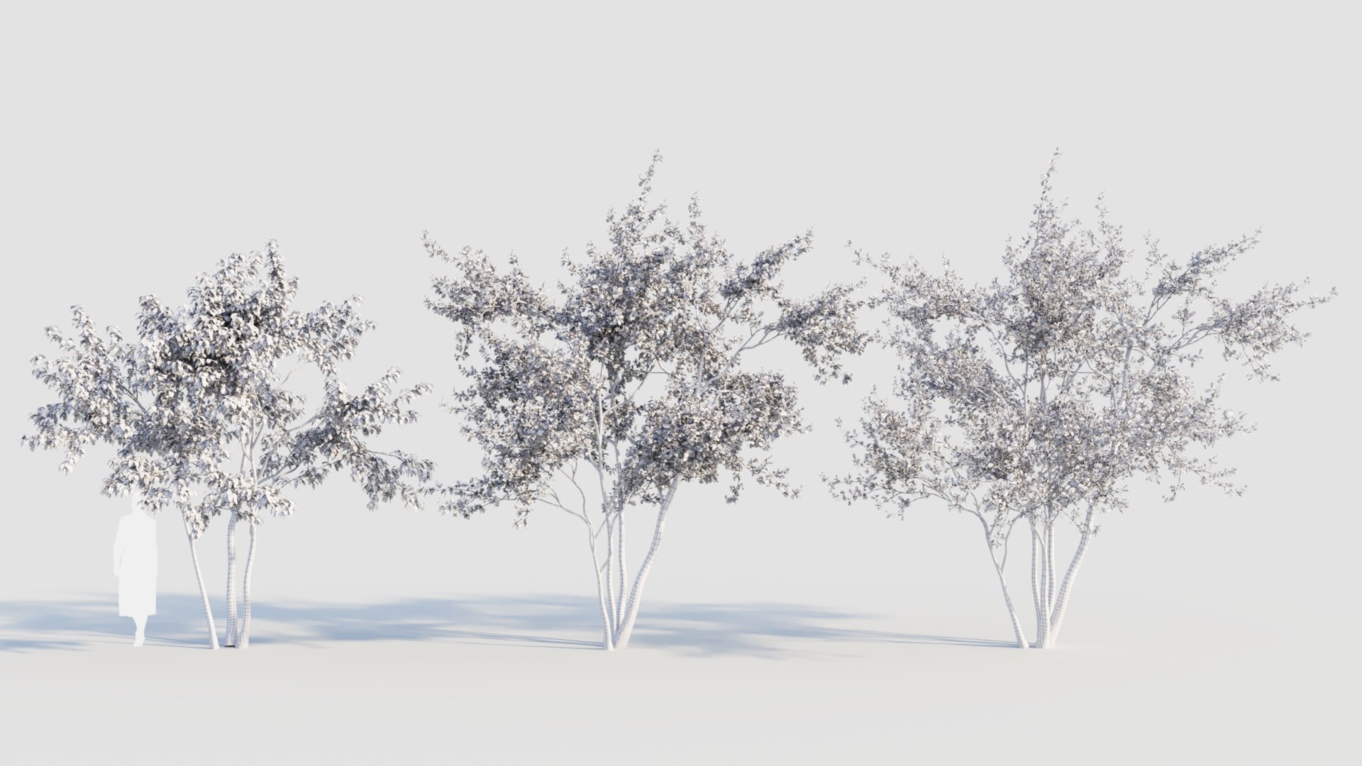 3D Amelanchier Lamarckii C Model - TurboSquid 2232969