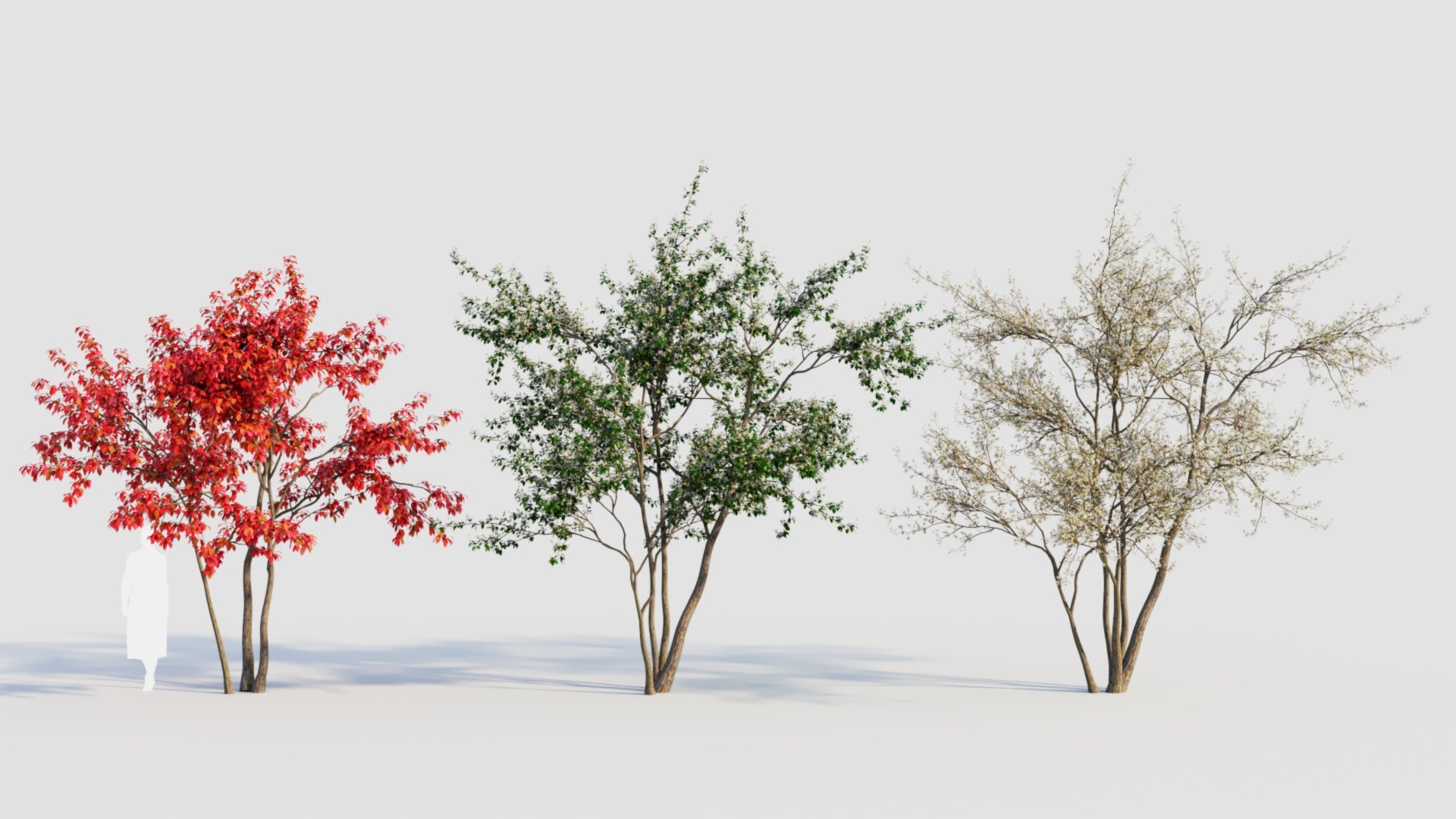 3D Amelanchier Lamarckii C Model - TurboSquid 2232969