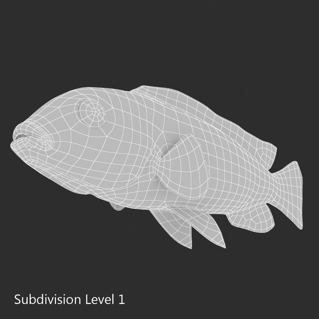 Tropical Fish Cichlid 3d 3ds