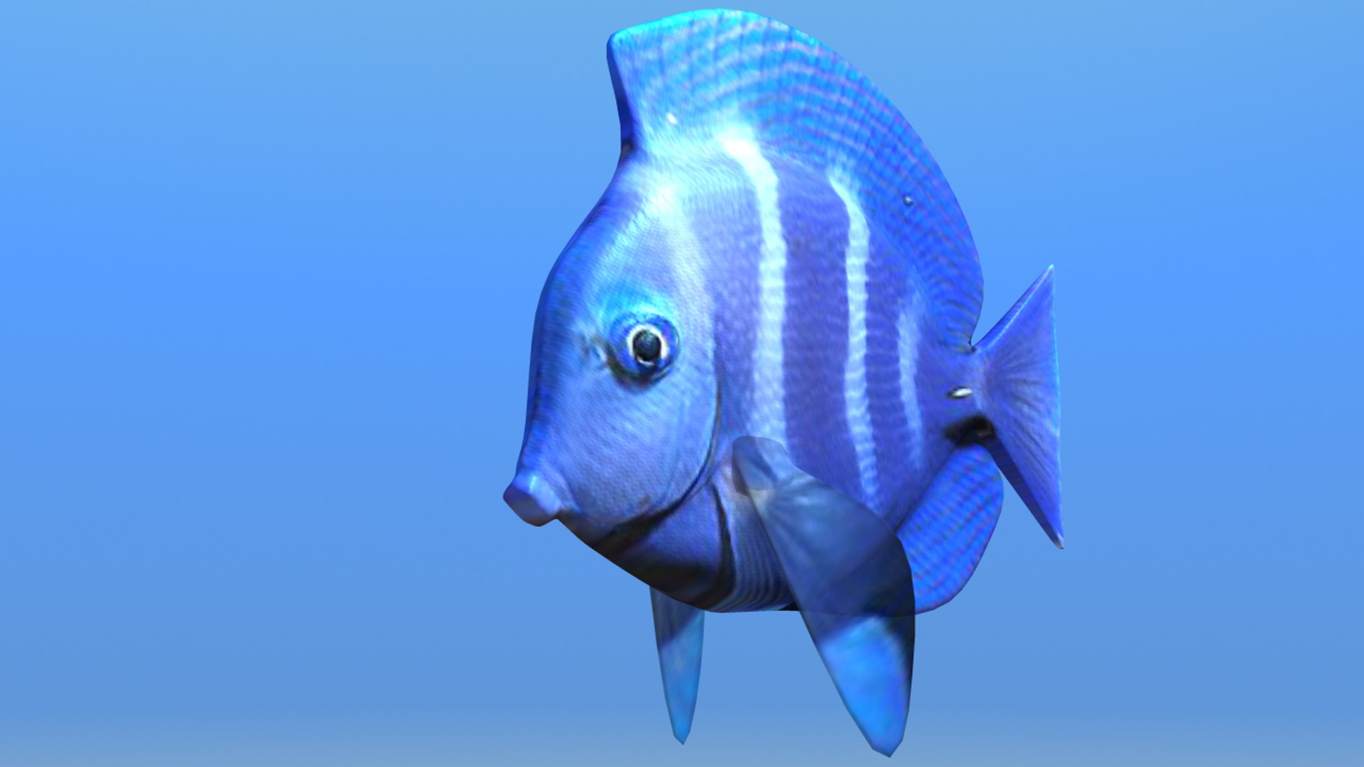 16 Fish Tropical 3d Model