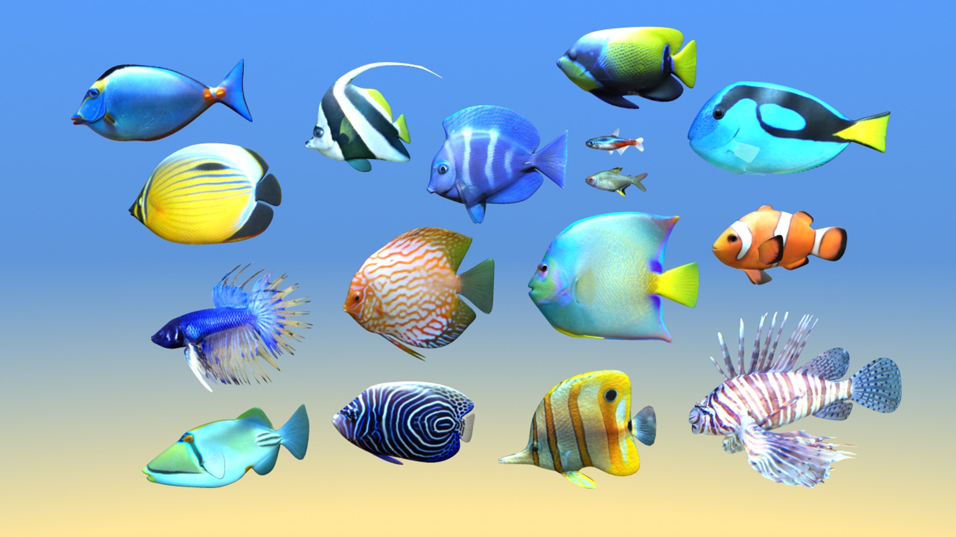16 Fish Tropical 3d Model
