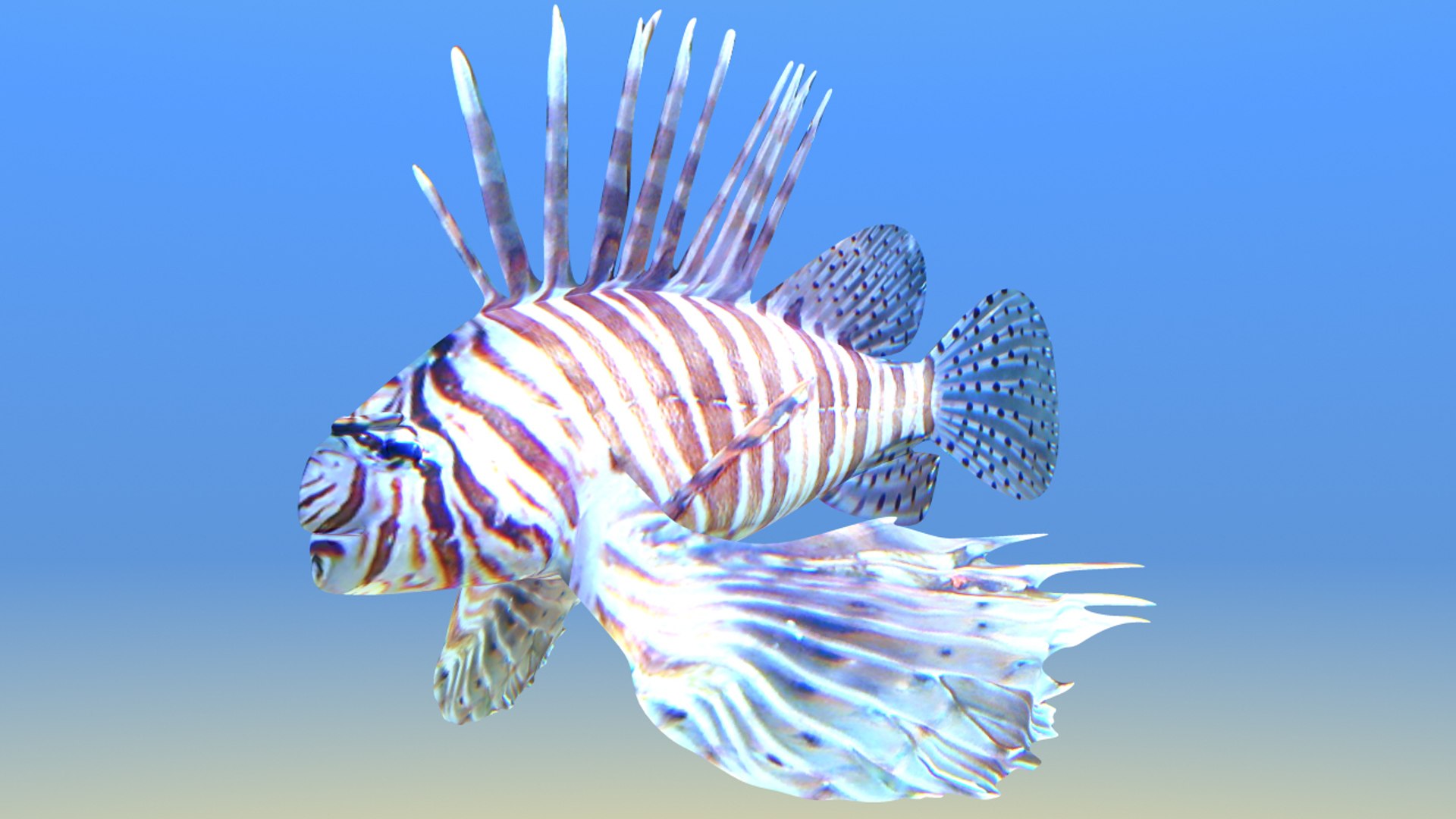 16 Fish Tropical 3d Model