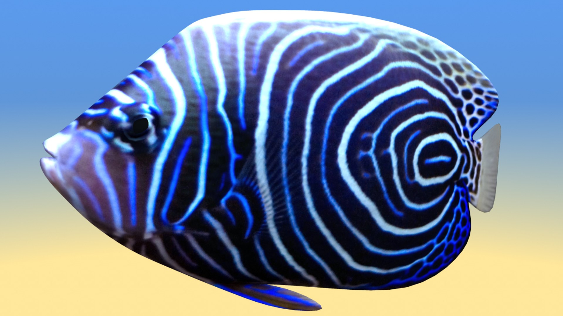16 Fish Tropical 3d Model