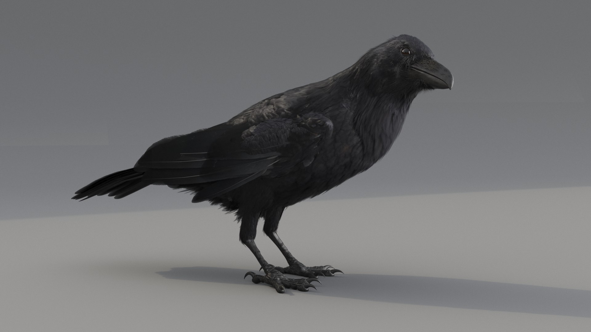 3D Raven RIGGED - TurboSquid 2141527
