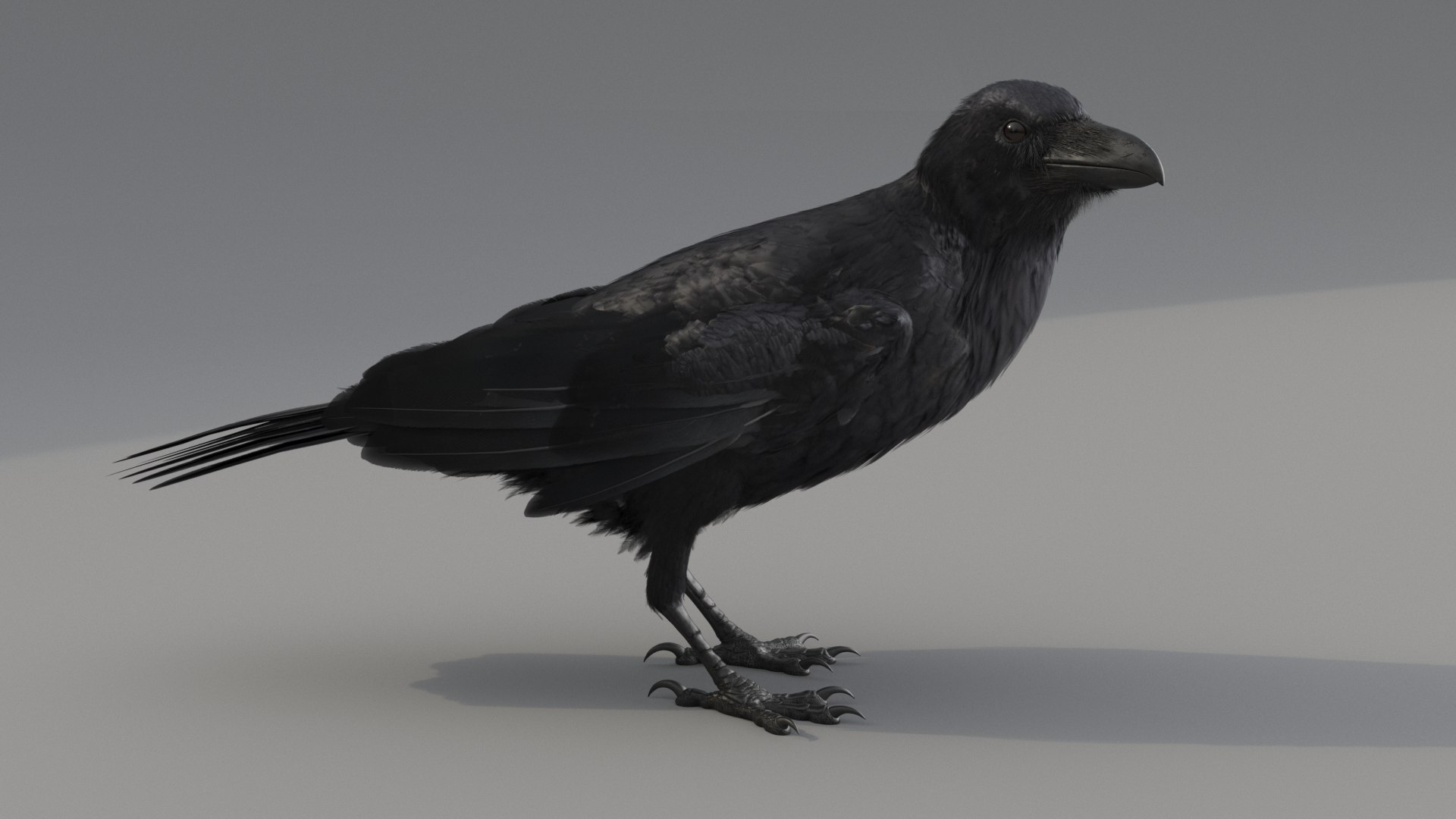 3D Raven RIGGED - TurboSquid 2141527