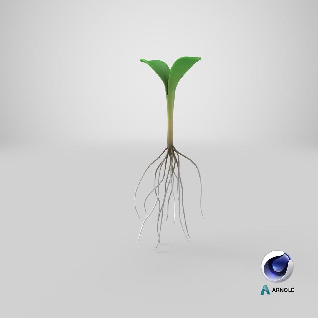 Realistic Sprout Roots 3D Model - TurboSquid 1635766