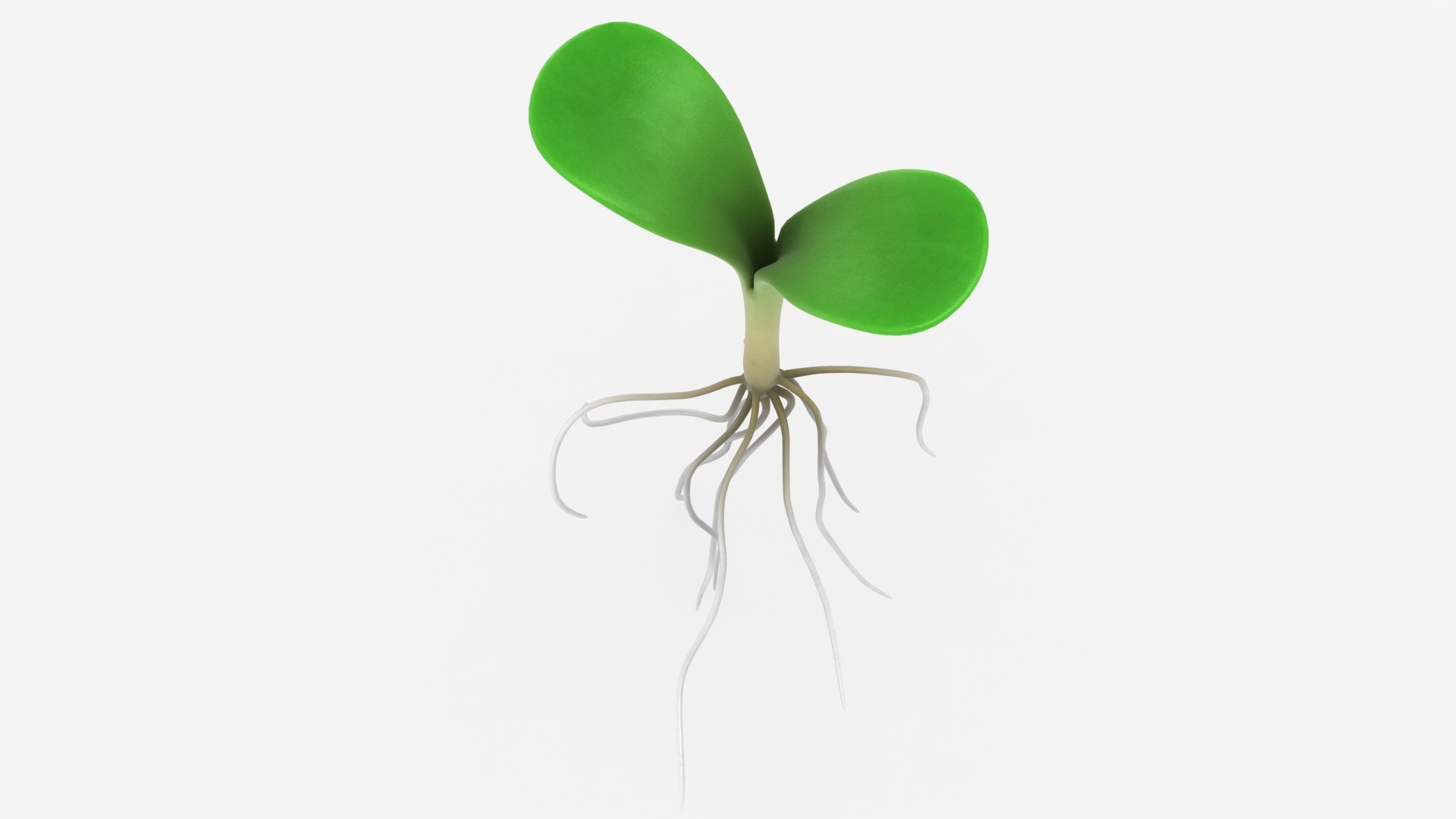 Realistic Sprout Roots 3D Model - TurboSquid 1635766