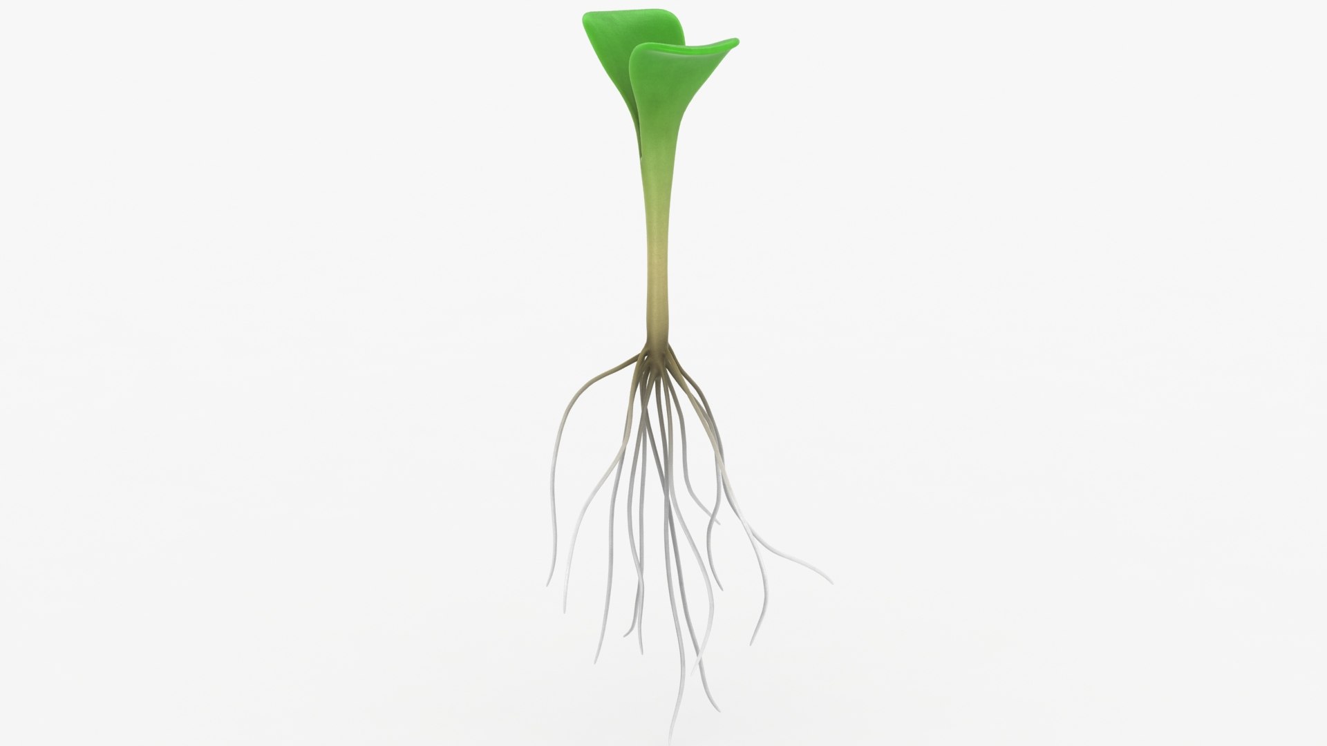 Realistic Sprout Roots 3D Model - TurboSquid 1635766