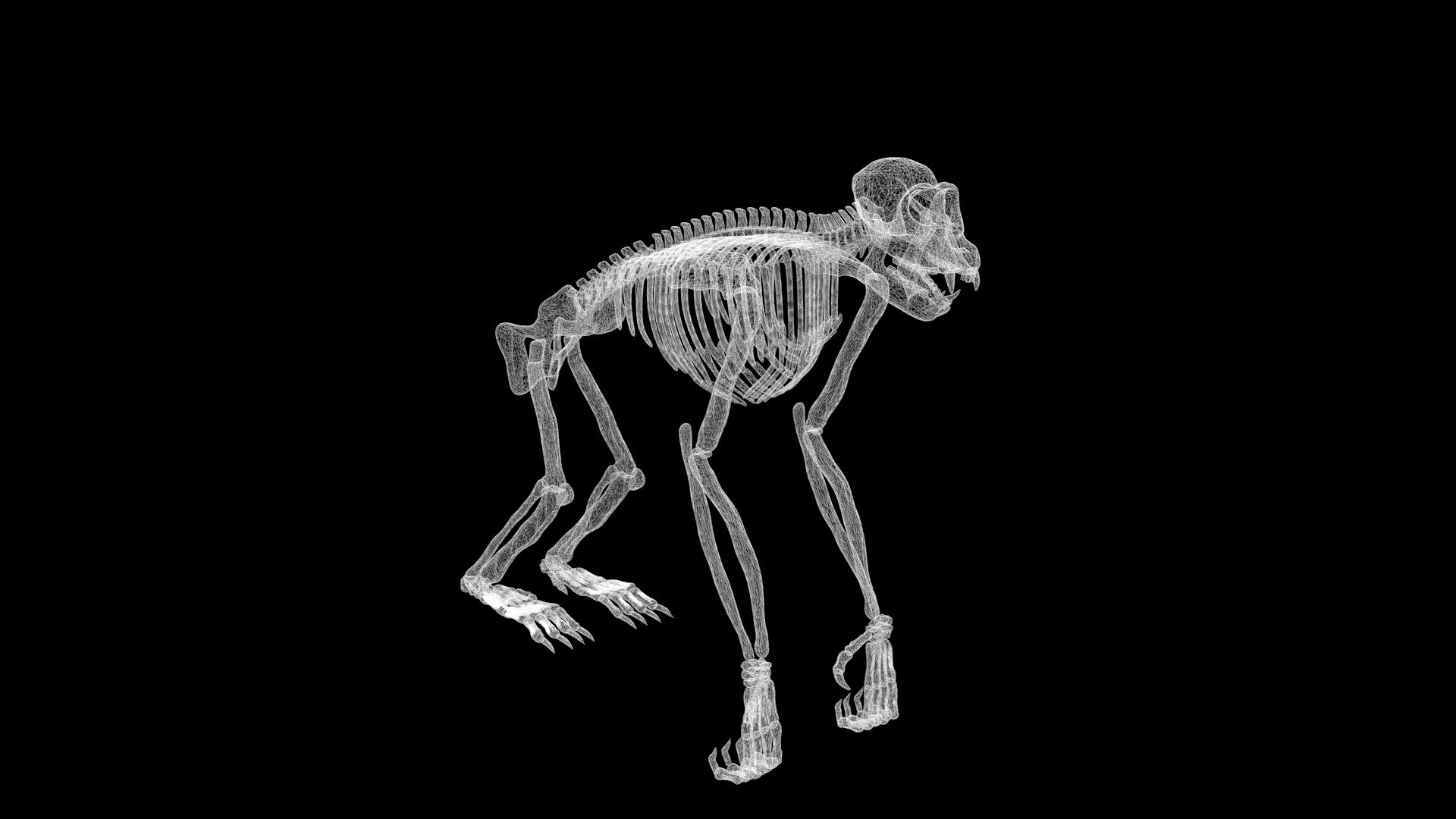 Chimpanzee Skeleton 3D Model - TurboSquid 1885052