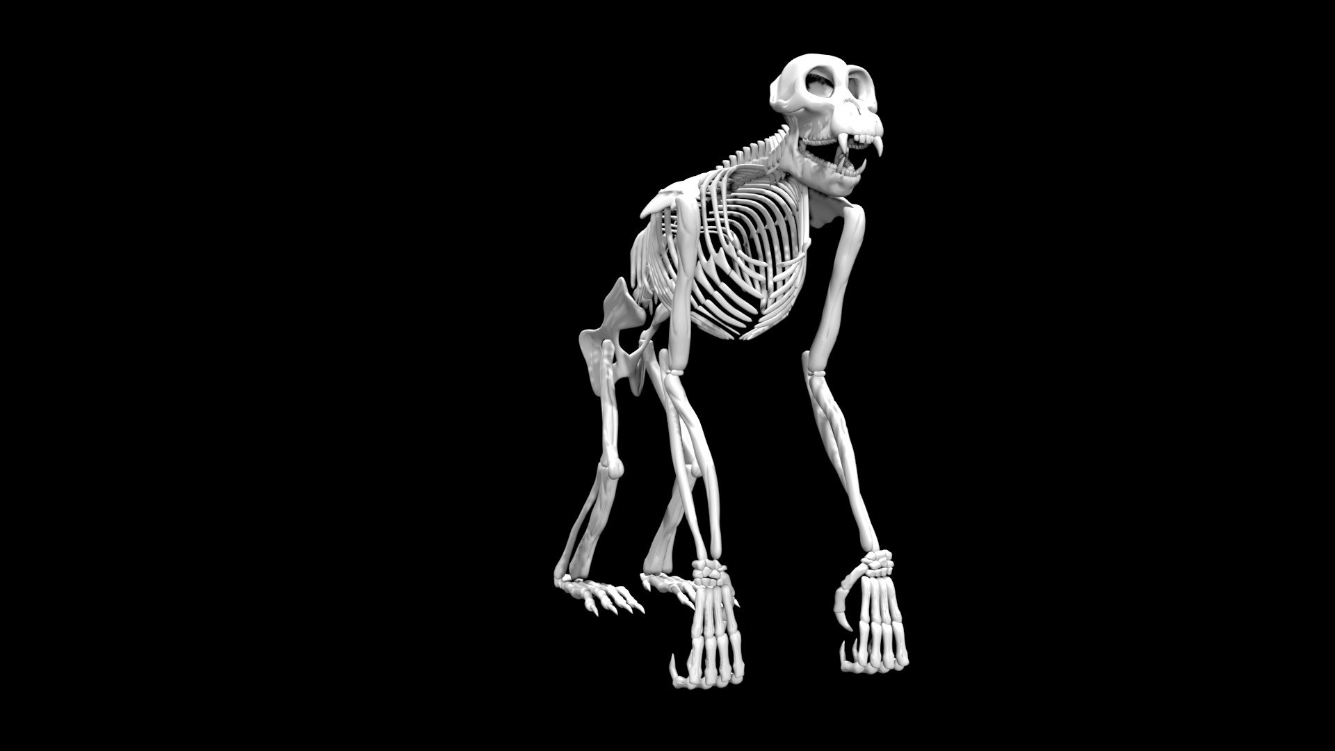 Chimpanzee Skeleton 3D Model - TurboSquid 1885052