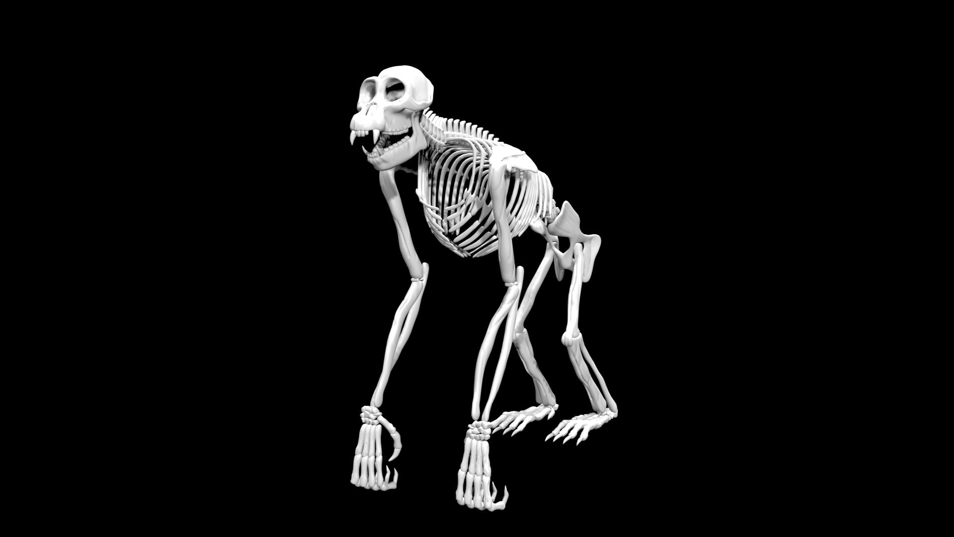 Chimpanzee Skeleton 3D Model - TurboSquid 1885052