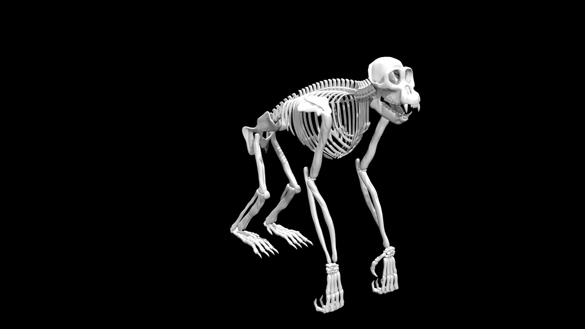 Chimpanzee Skeleton 3D Model - TurboSquid 1885052