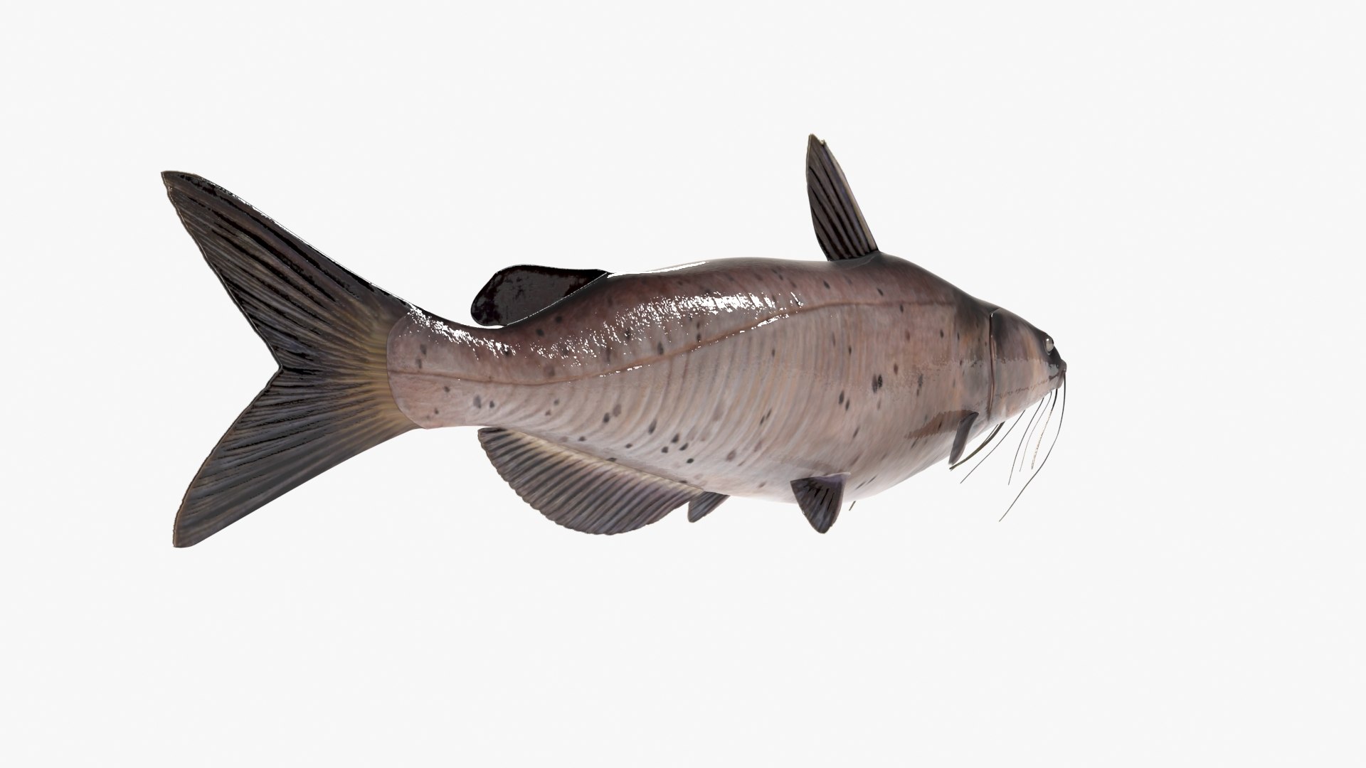 Trophy Channel Catfish Model - TurboSquid 2073976