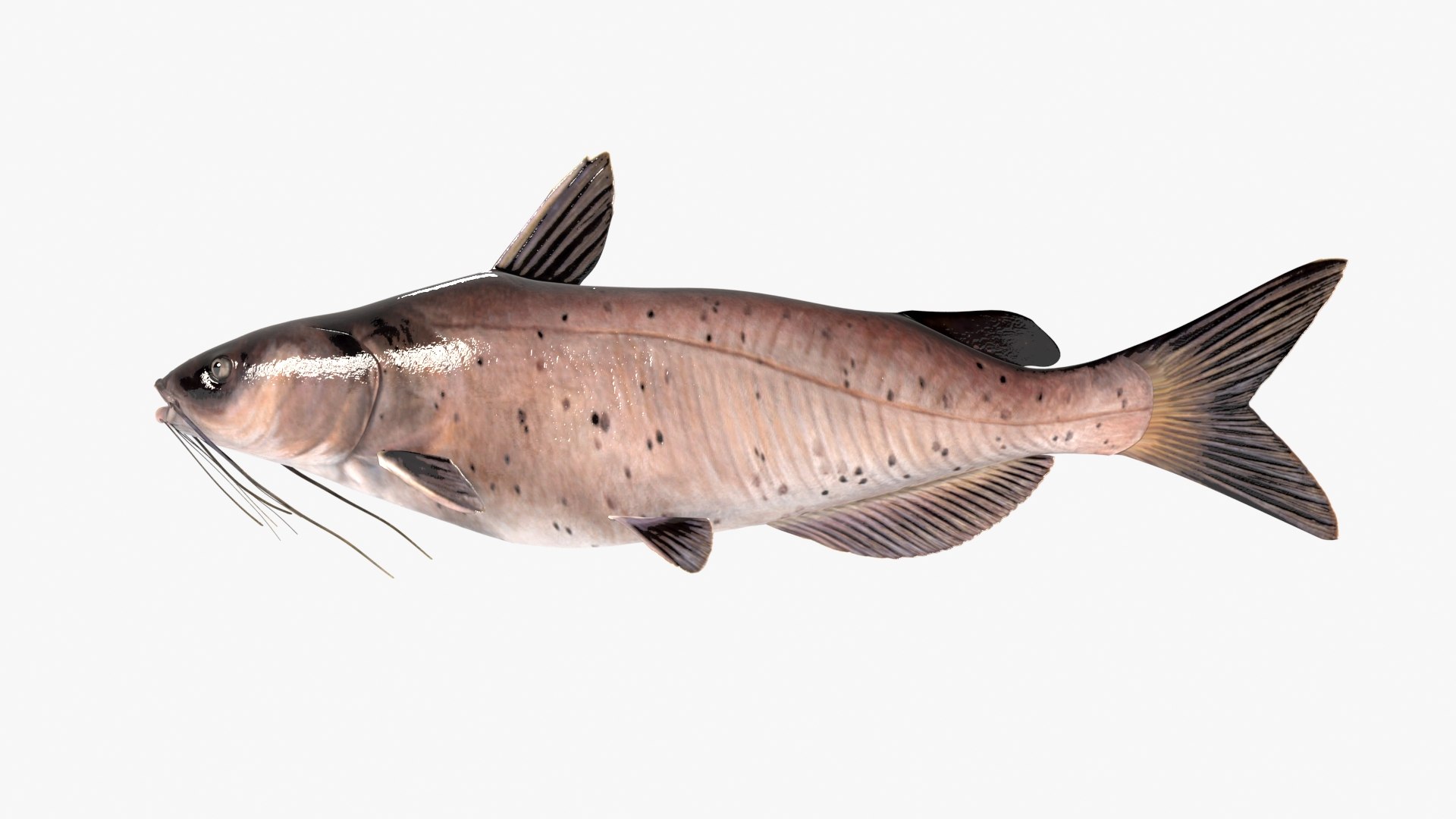 Trophy Channel Catfish Model - TurboSquid 2073976
