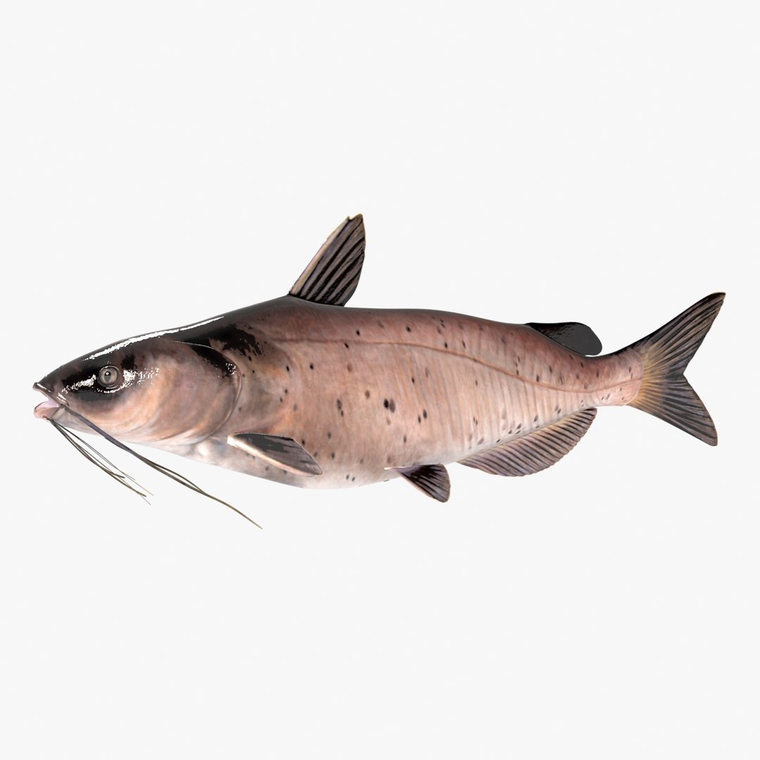 Trophy Channel Catfish model - TurboSquid 2073976