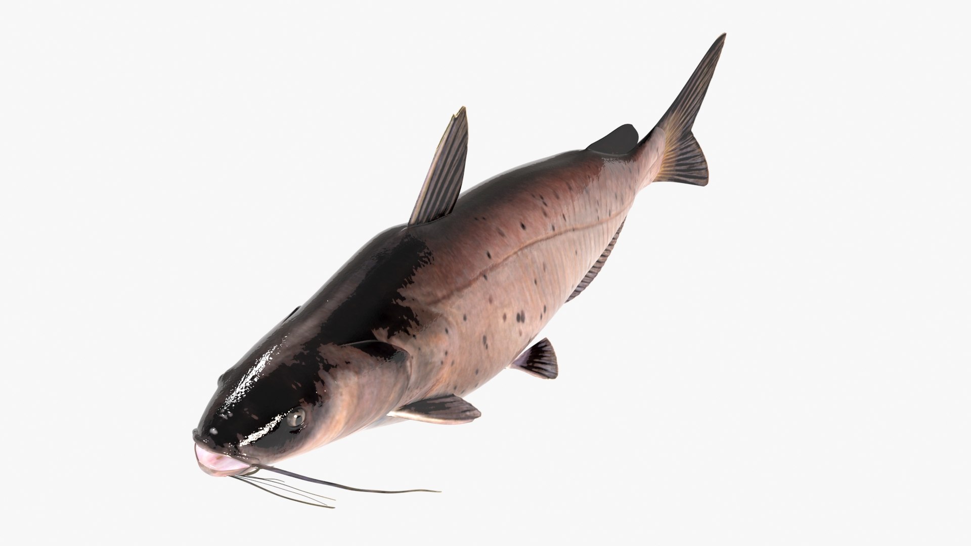 Trophy Channel Catfish Model - TurboSquid 2073976