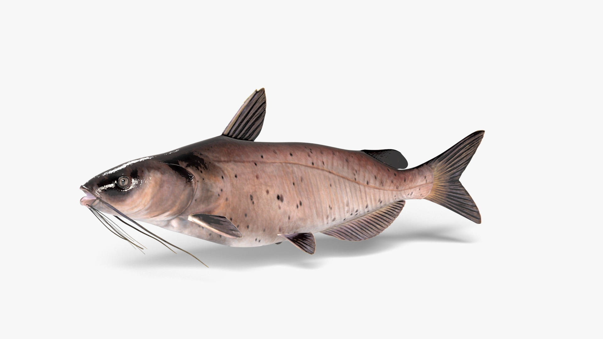 Trophy Channel Catfish Model - TurboSquid 2073976