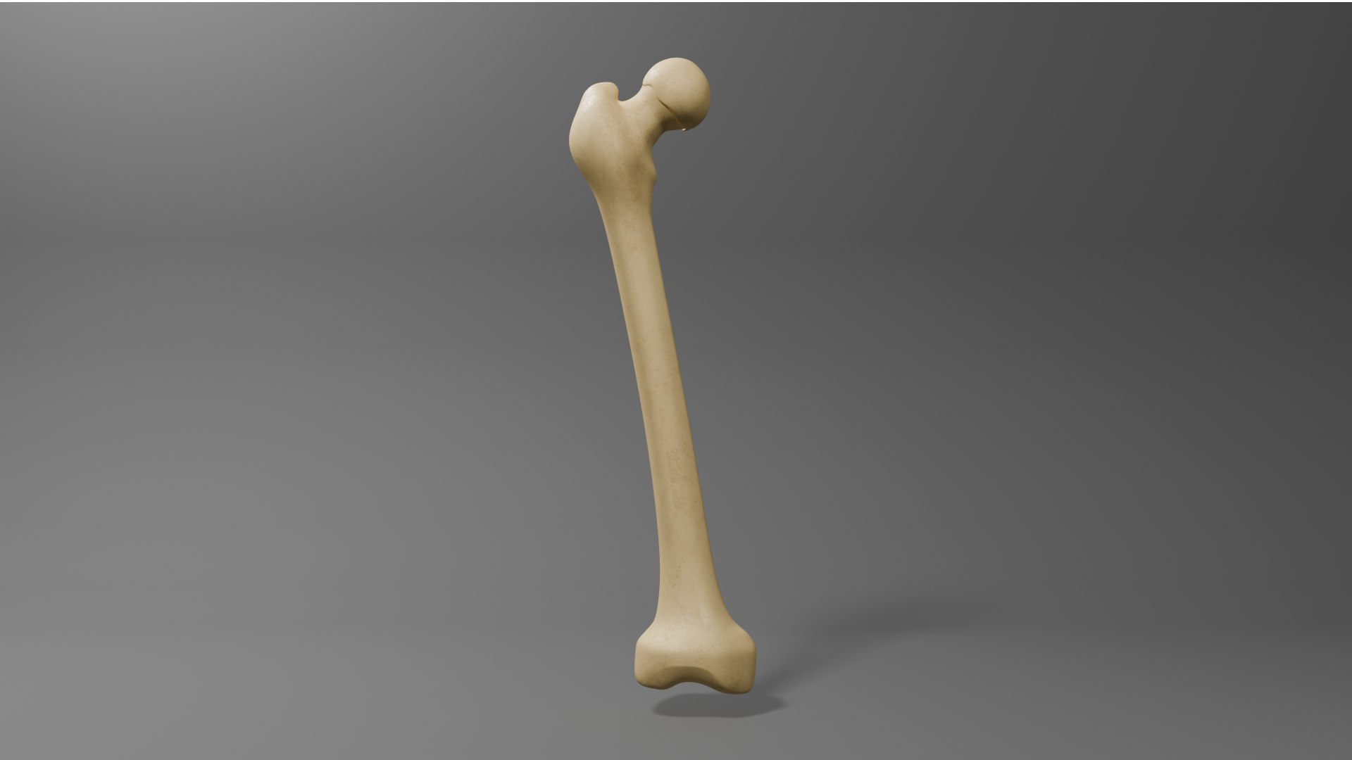 Free Femur 3D Model - TurboSquid 2316539