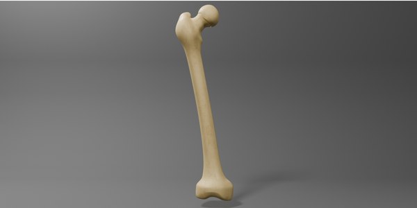 Free 3D Leg Models | TurboSquid