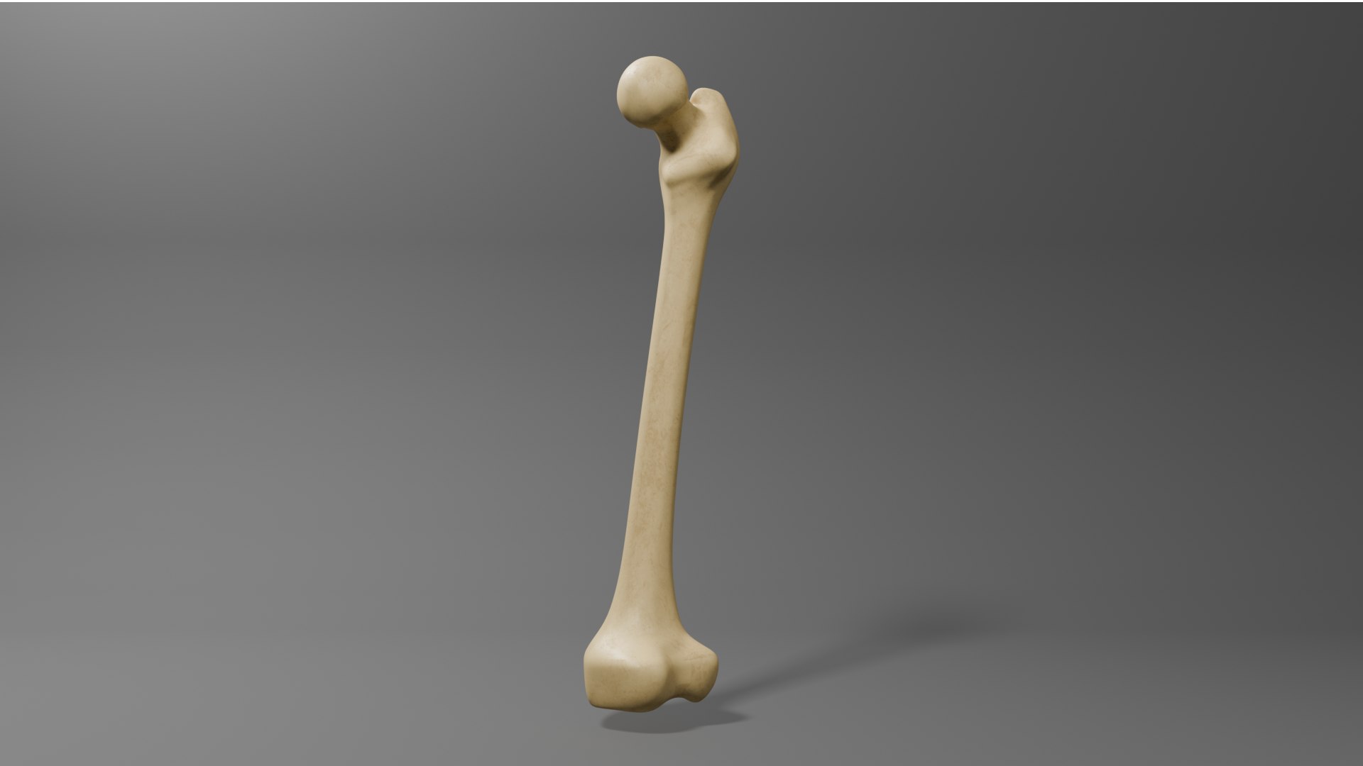 Free Femur 3D Model - TurboSquid 2316539