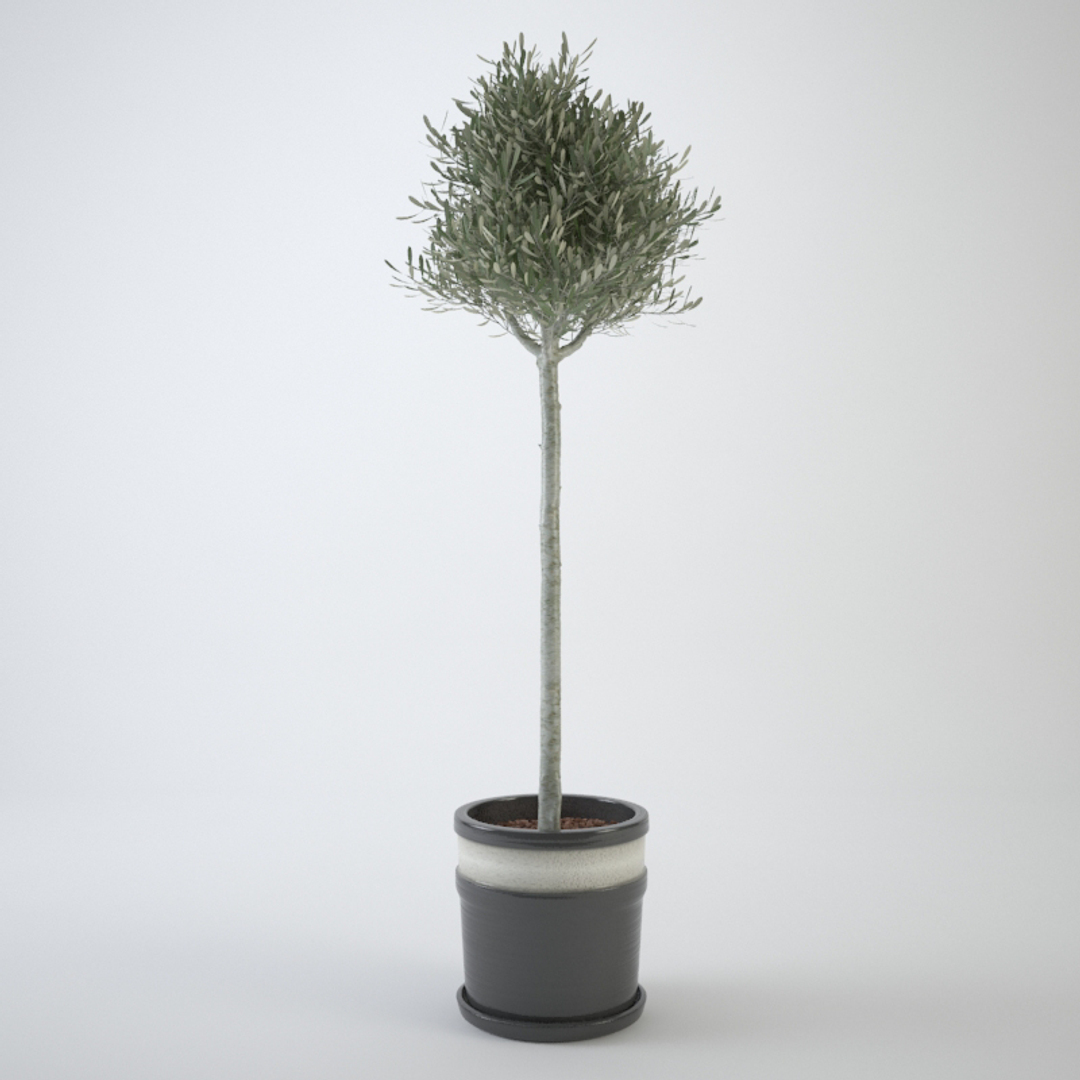 3d Max Ornamental Young Olive Tree