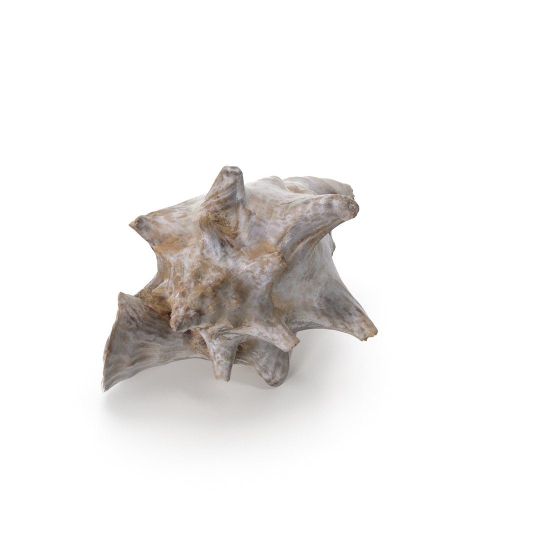 - Version 3D Model - TurboSquid 1413657