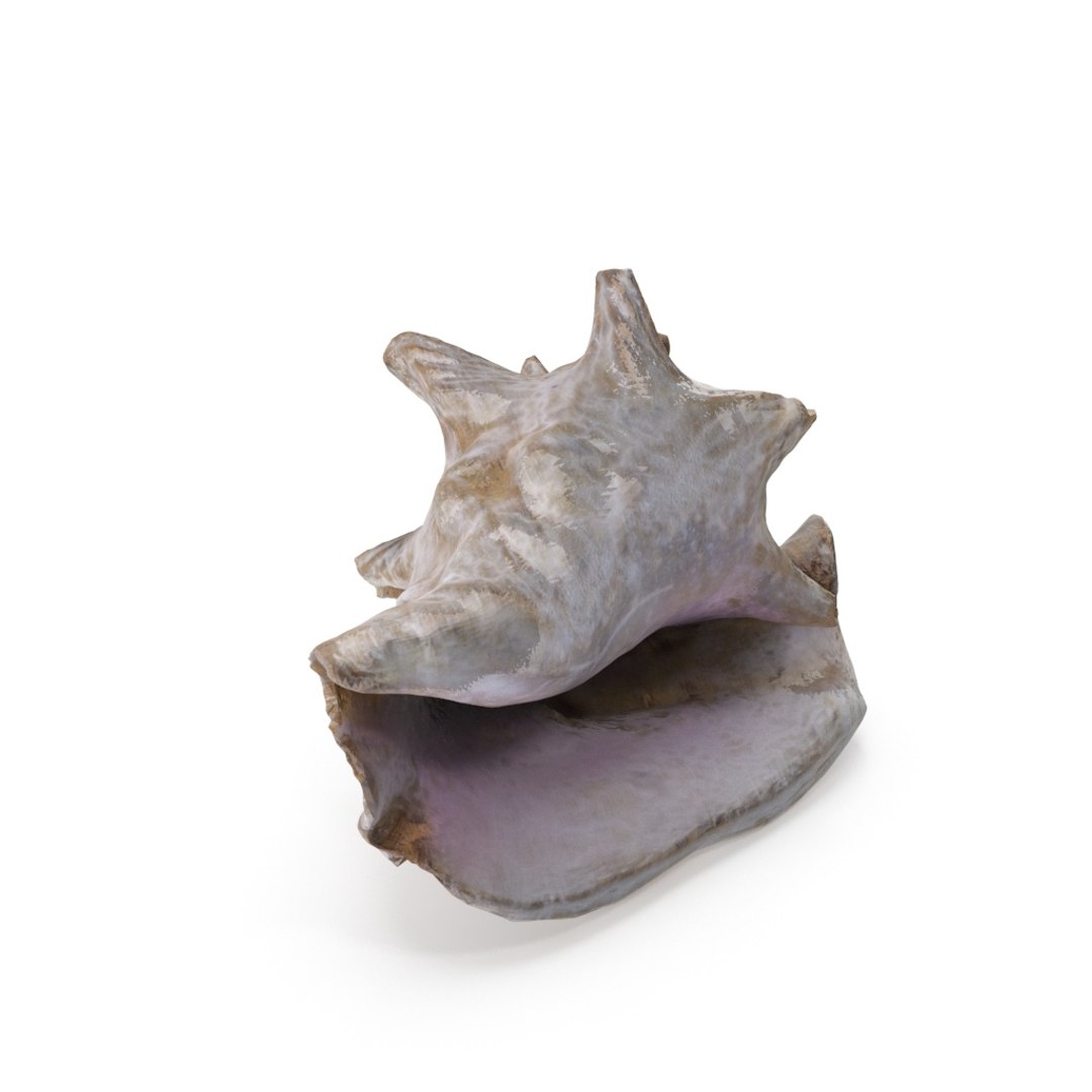 - Version 3D Model - TurboSquid 1413657