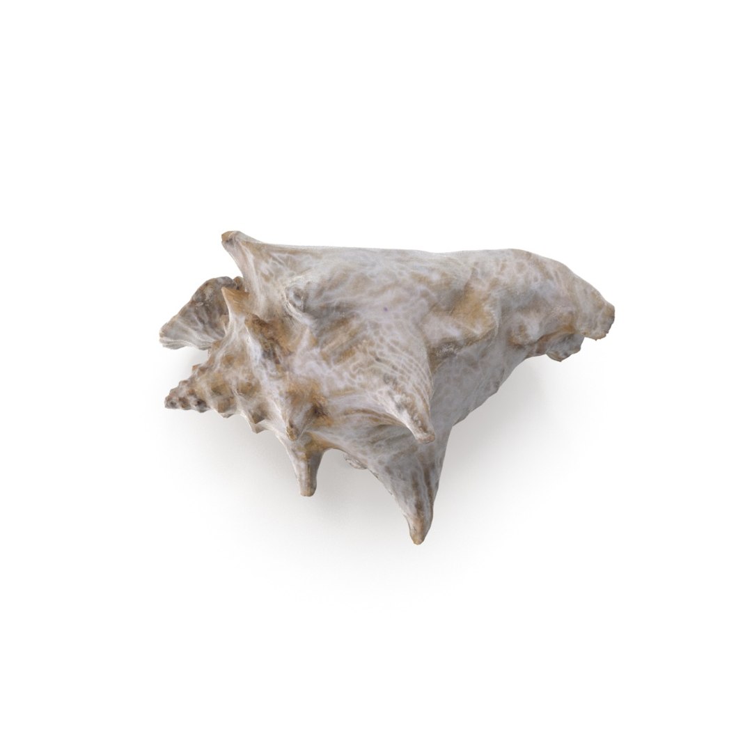 - Version 3D Model - TurboSquid 1413657