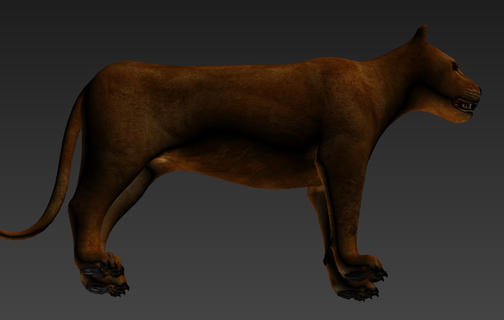 Lioness Lion 3d Model