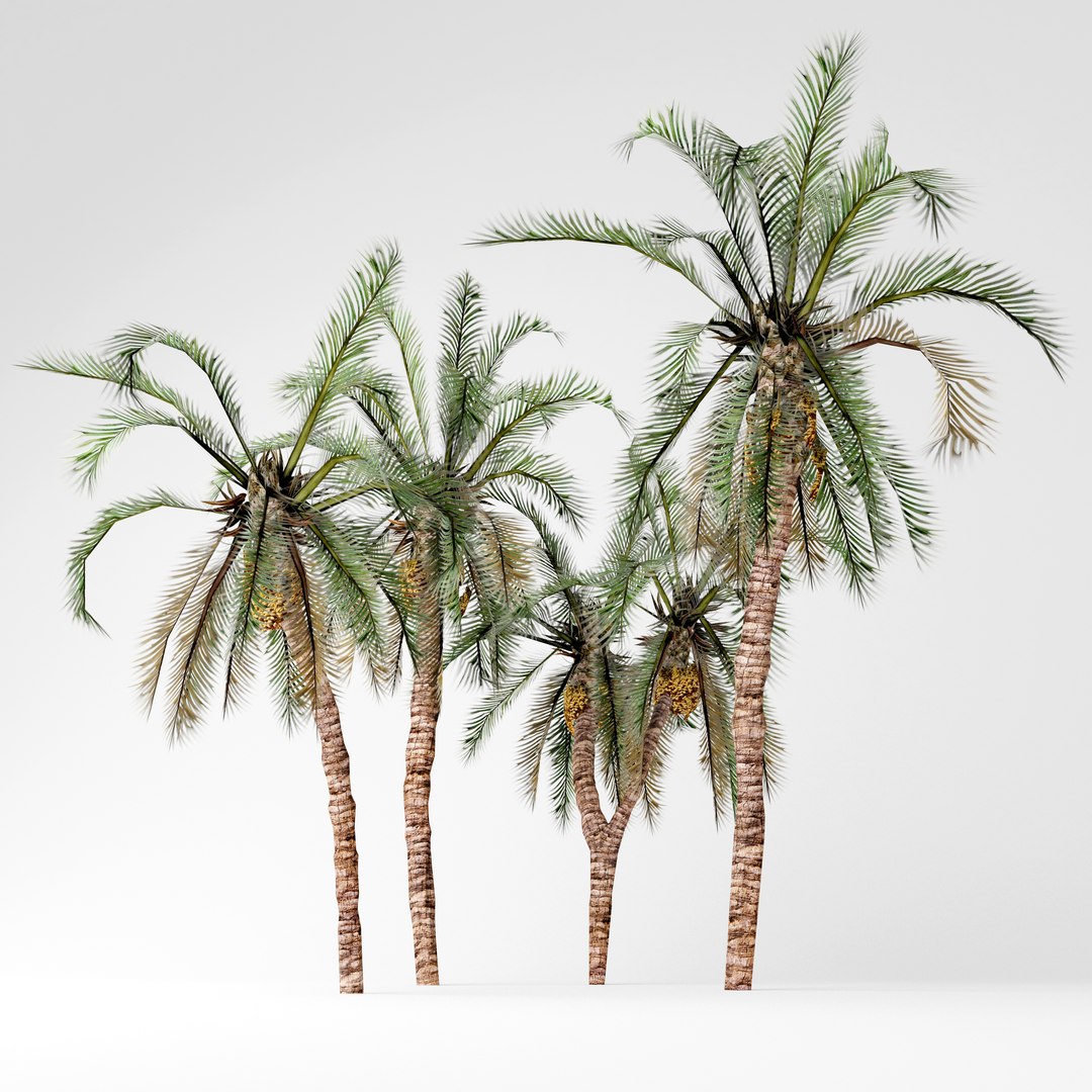 Date Palms 3D Model - TurboSquid 1737817