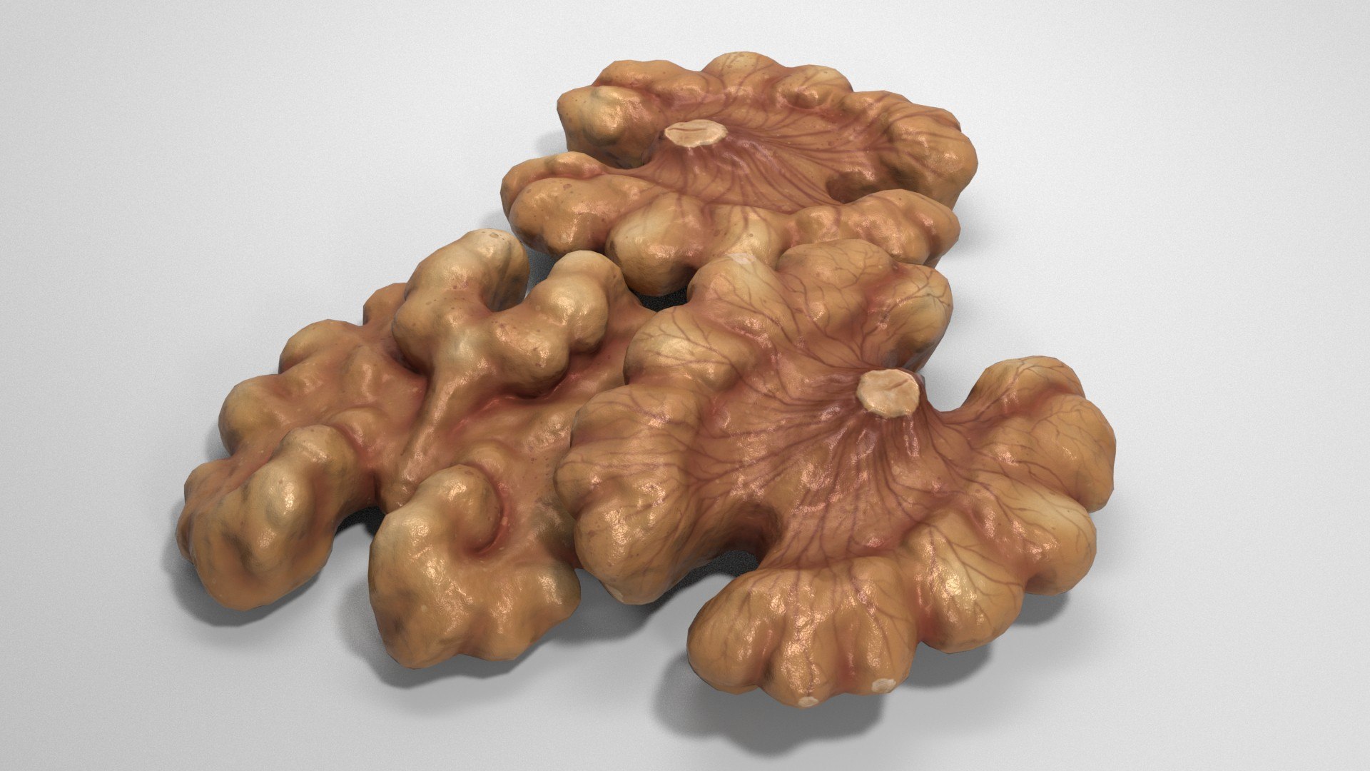 3D Walnut Kernel - TurboSquid 2009688