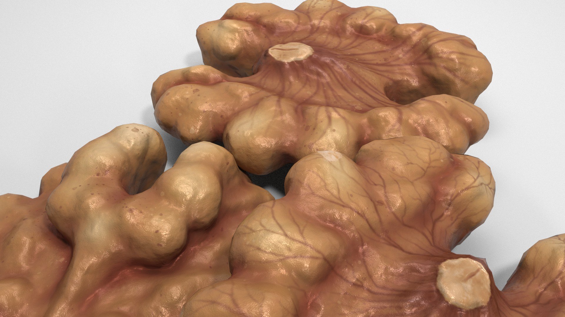 3D Walnut Kernel - TurboSquid 2009688