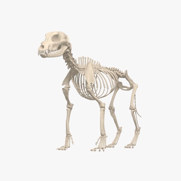 Free 3D Dog-Bone Models | TurboSquid