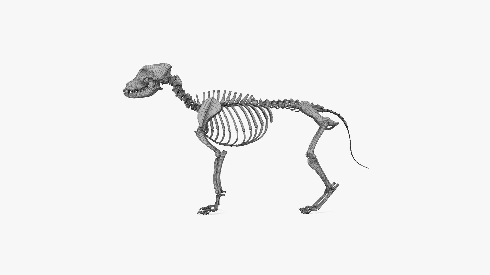Dog Skeleton 3D model - TurboSquid 2013048