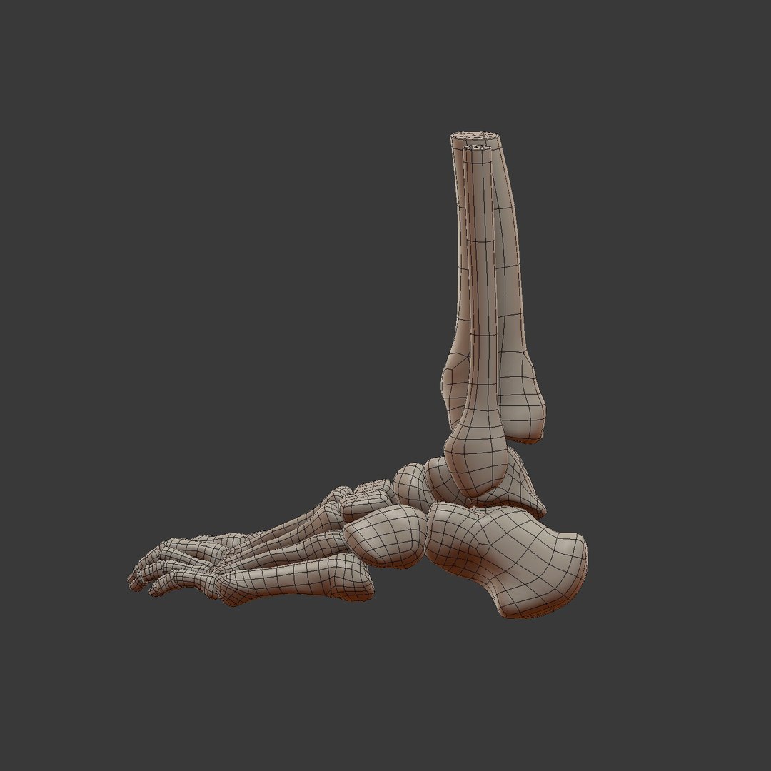 Skeletal Foot 3D Model - TurboSquid 1424419